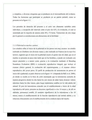Pubertad y ciclo estral | DOC