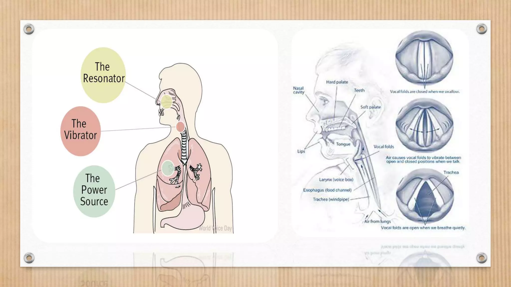 Pubertal voice disorders & Puberphonia, Dr Fadaly | PPSX