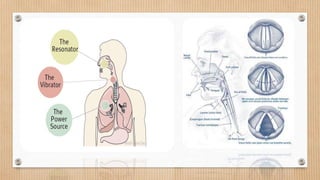 Pubertal voice disorders & Puberphonia, Dr Fadaly | PPSX