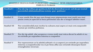 pubertatea.pptx