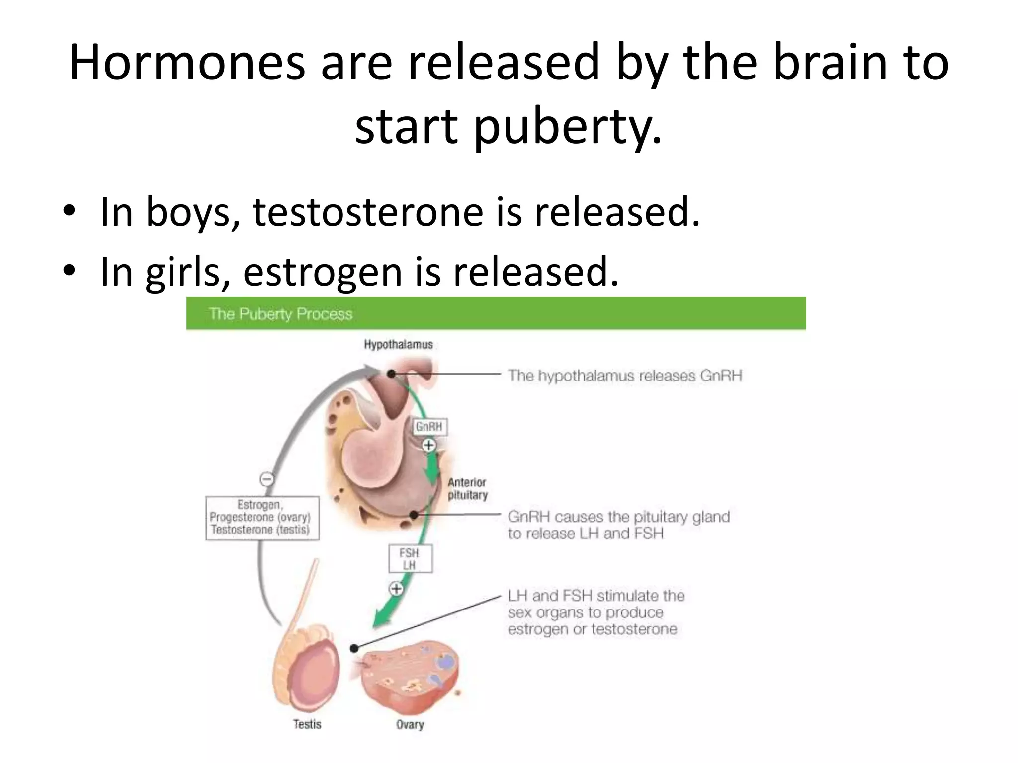 Puberty | PPTX