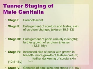 Puberty | PPT