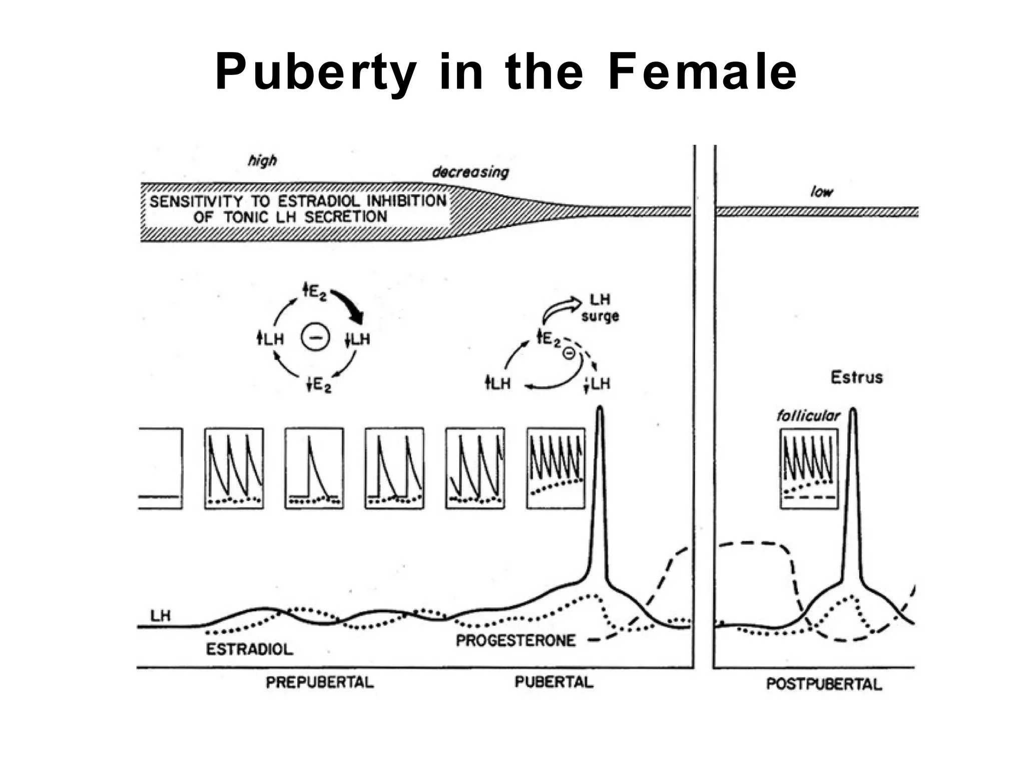 Puberty in Domestic Animals - Dr. John J. Parrish | PPT