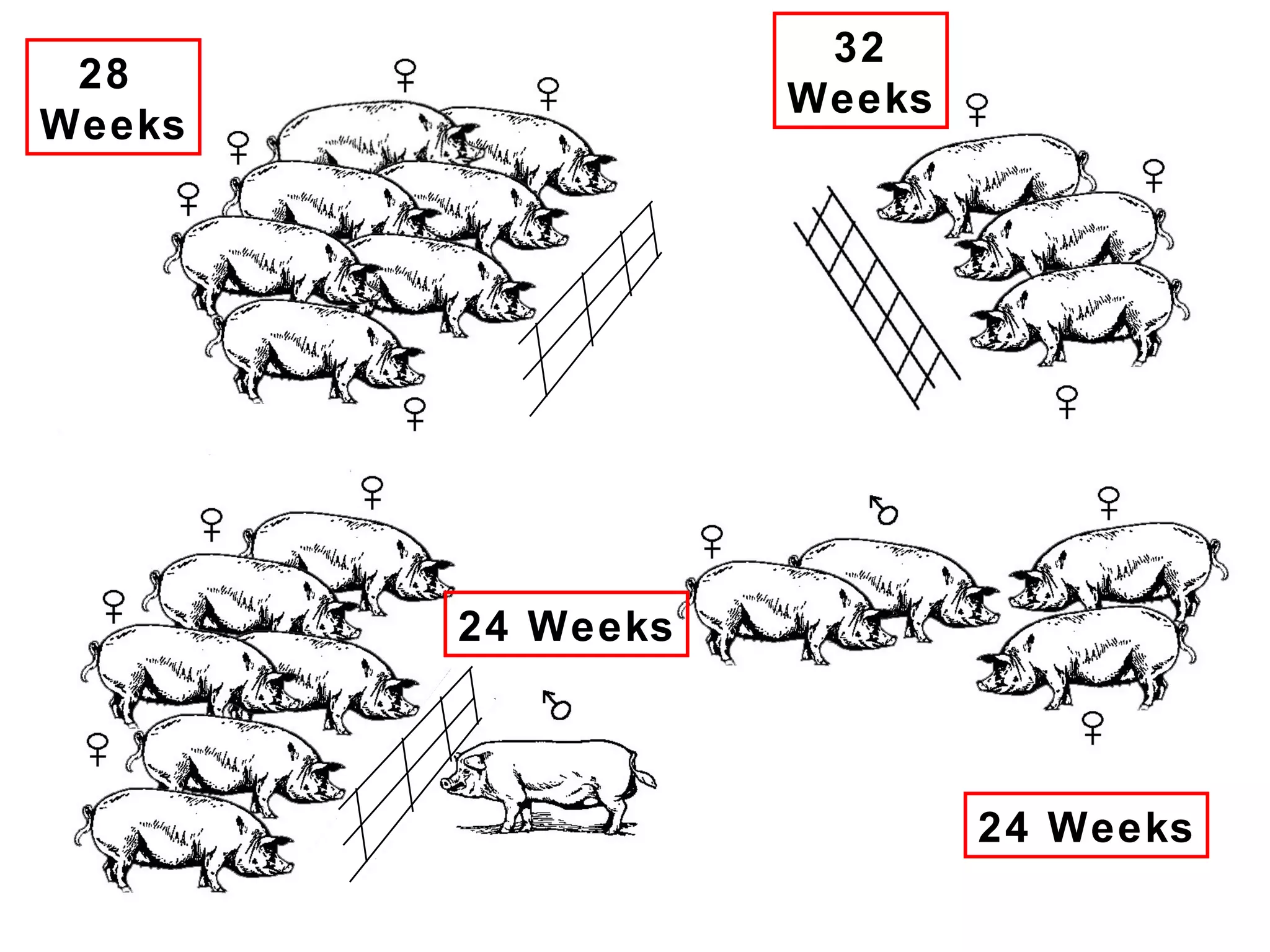Puberty in Domestic Animals - Dr. John J. Parrish | PPT