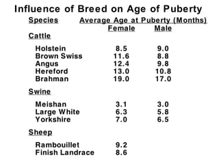 Growth And Puberty In Breeding Animals. – HARO