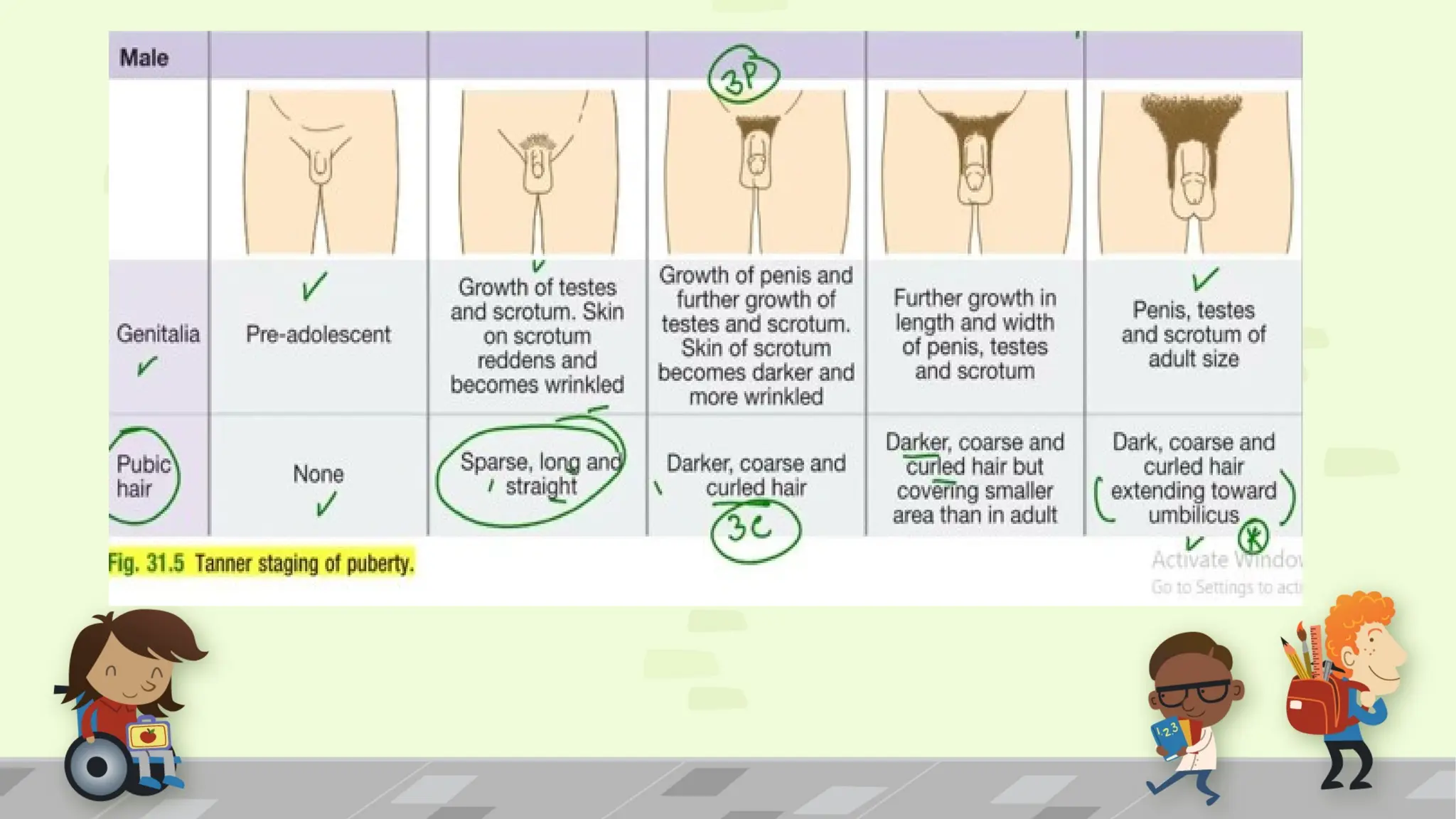 PUBERTY - BOYS. A presentation for school students. | PPTX