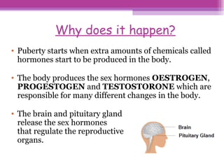 Puberty | PPT