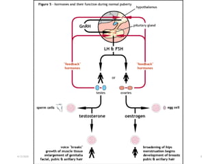 PUBERTY-Normal-Abnormal. Seen In Male and female ppt.pdf