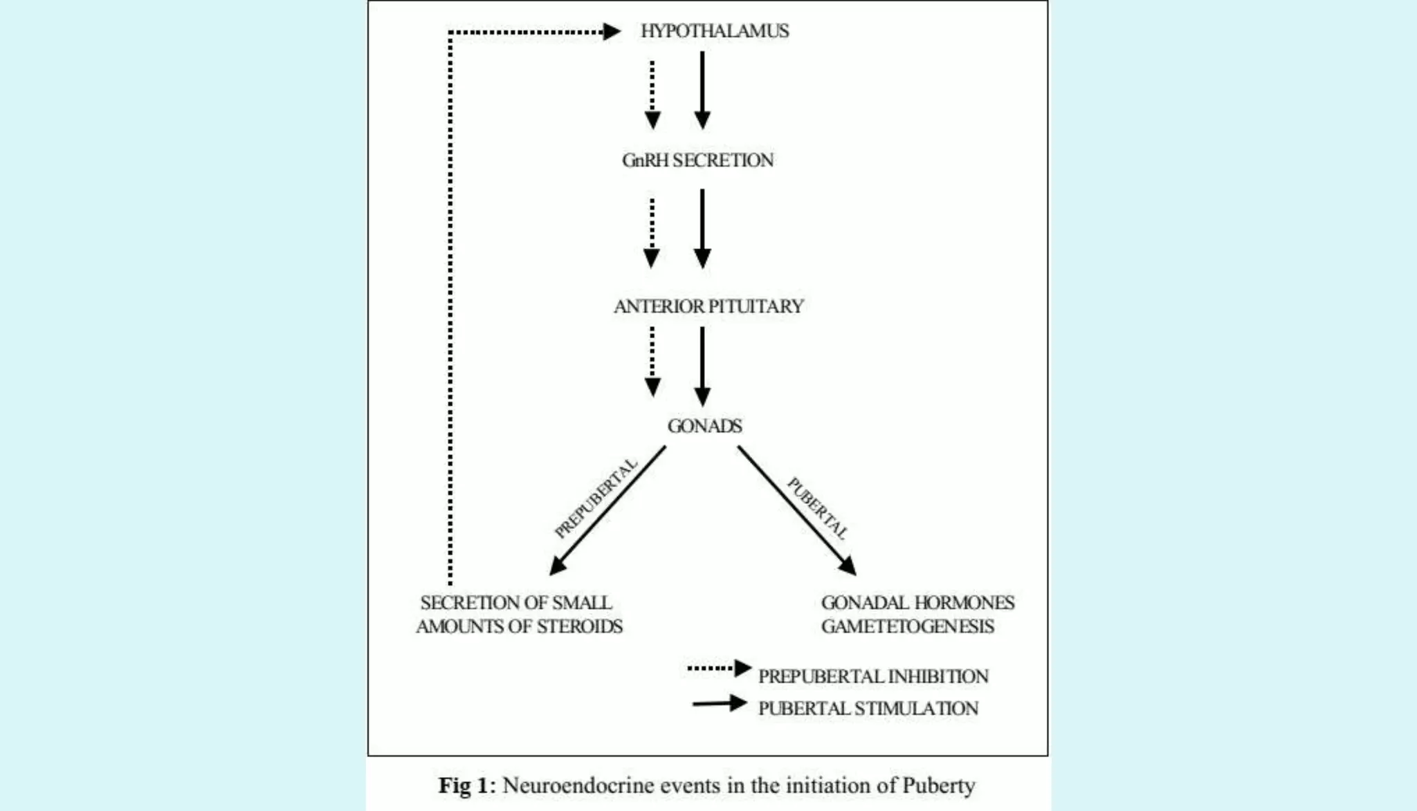 Puberty in domestic animals | PDF