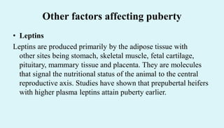 Puberty in domestic animals | PDF
