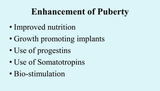 Puberty in domestic animals | PDF
