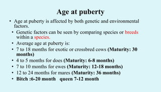 Puberty in domestic animals | PDF