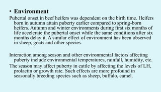Puberty in domestic animals | PPT