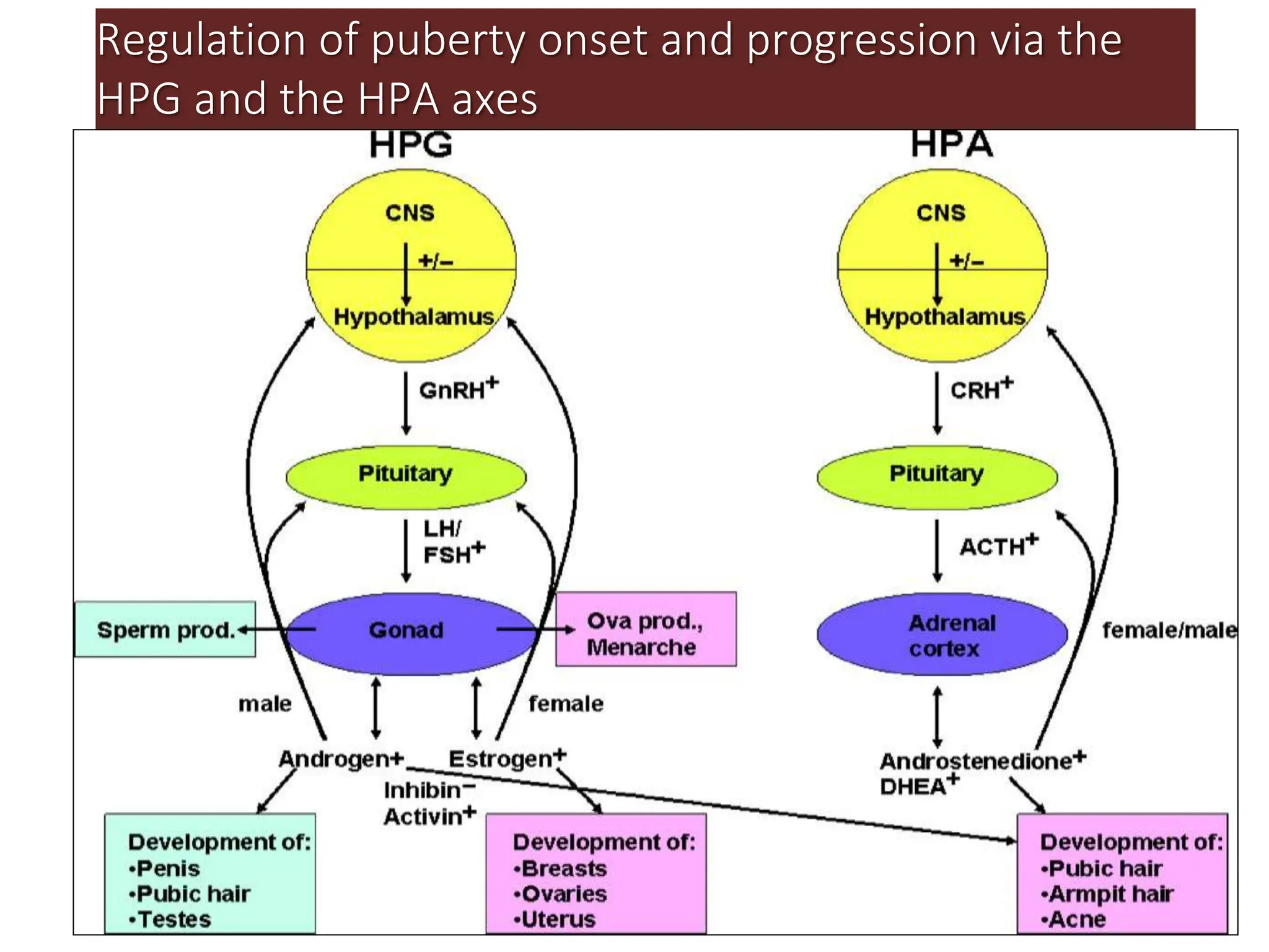 PUBERTY process Normal and Abnormal.pptx