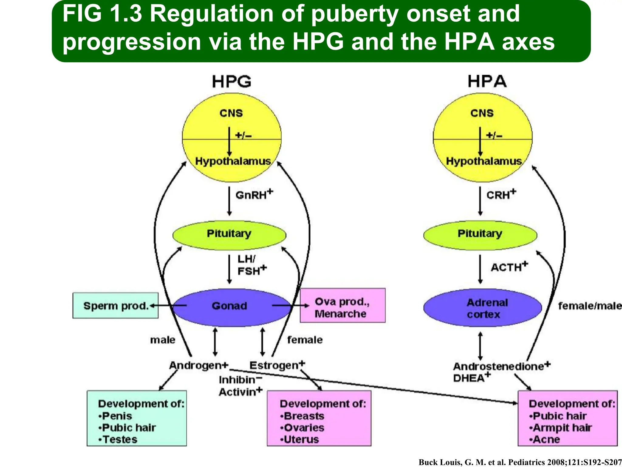 PUBERTY process Normal and Abnormal.pptx