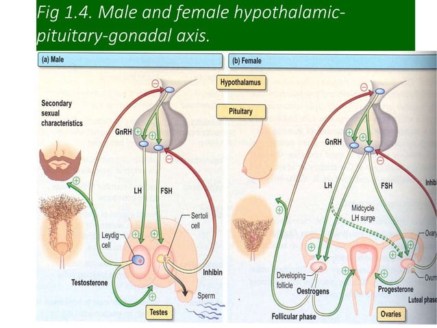 PUBERTY process Normal and Abnormal.pptx