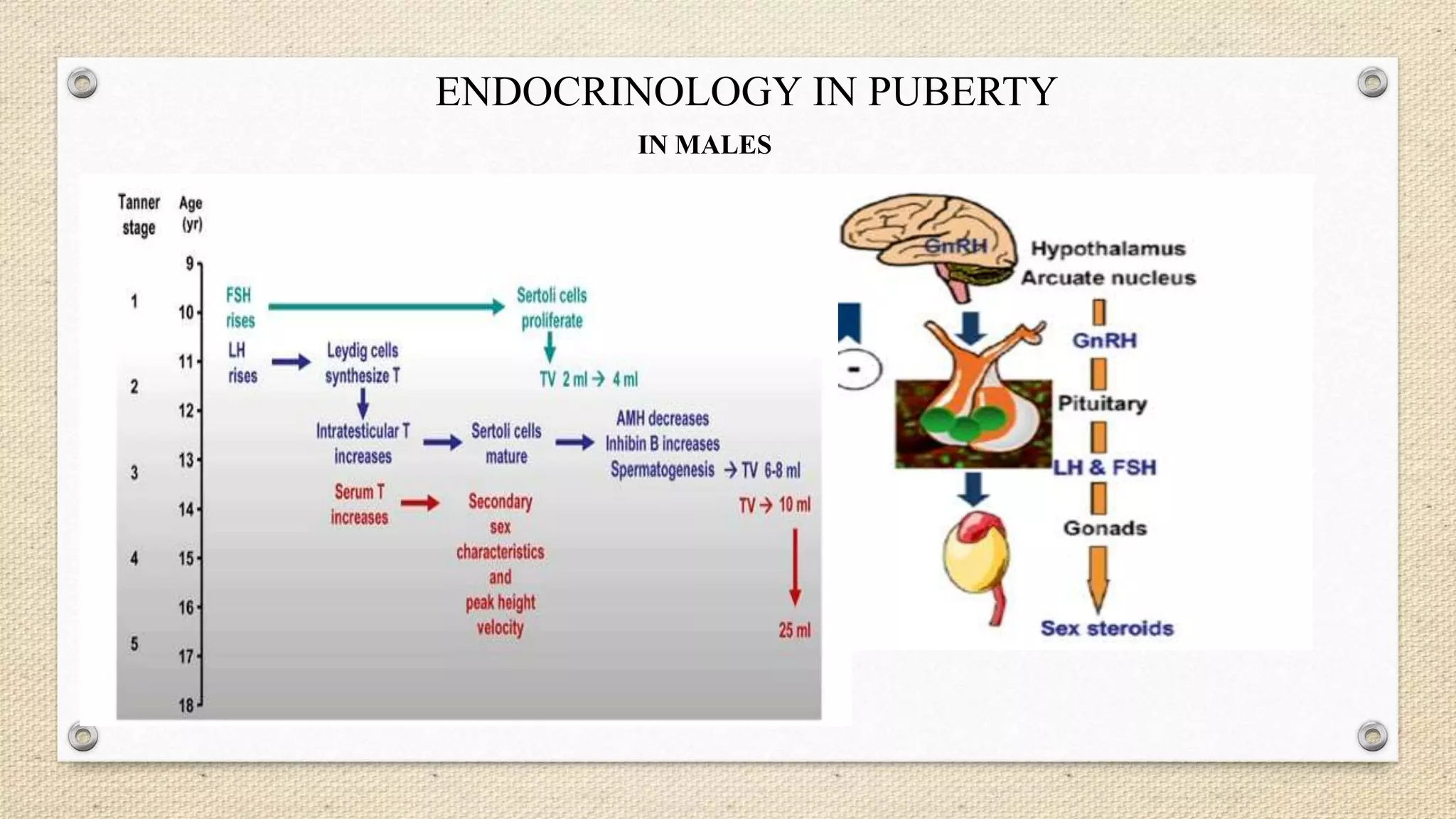 changes in puberty .pptx