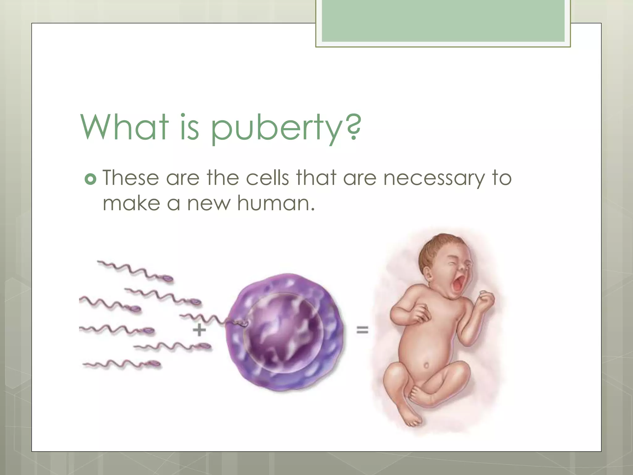 Puberty presentation | PPTX
