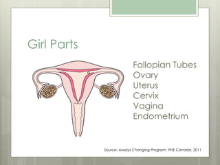 Puberty Vaginal Development