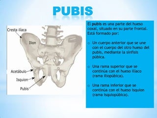 Pubitis | PPTX