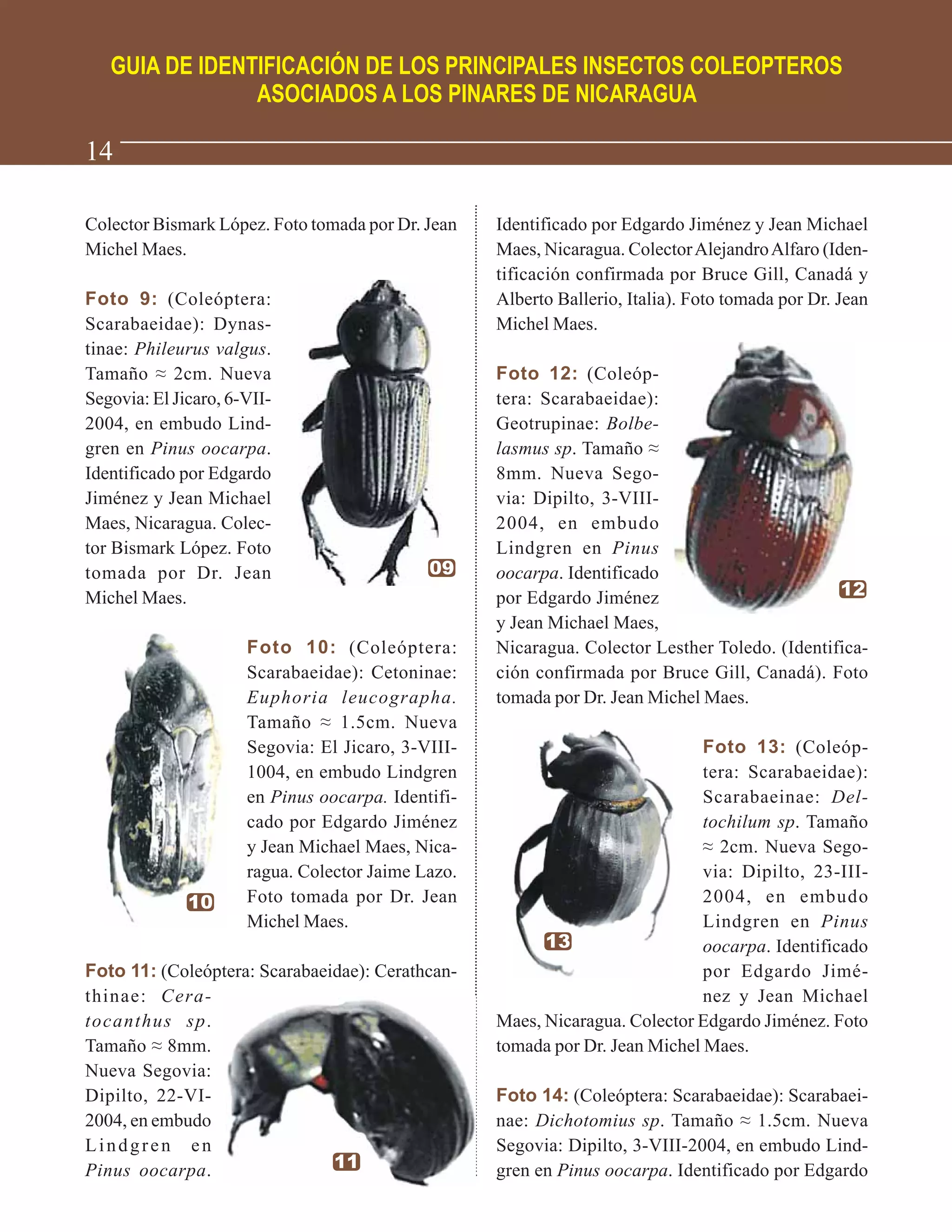 Guía de identificación de los principales insectos coLEOPTEROS | PDF ...