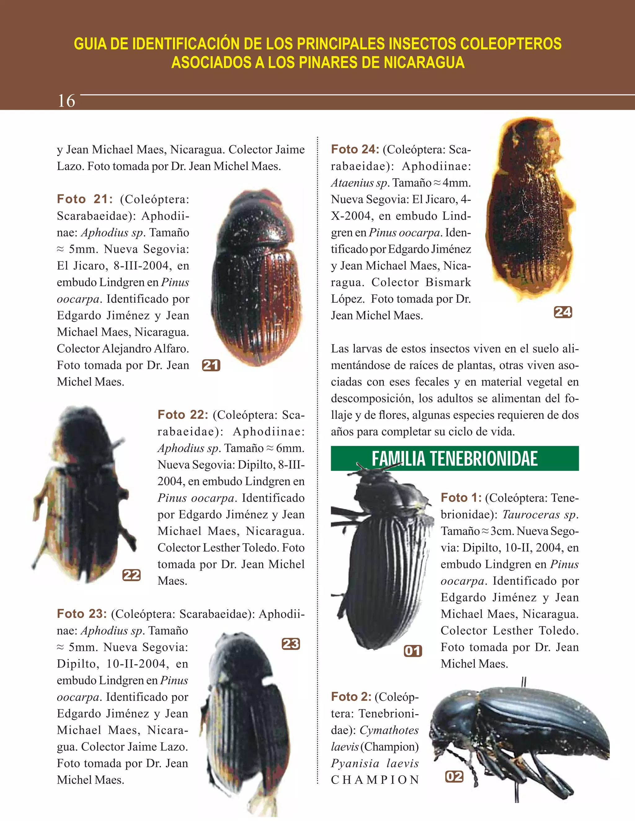 Guía de identificación de los principales insectos coLEOPTEROS | PDF ...