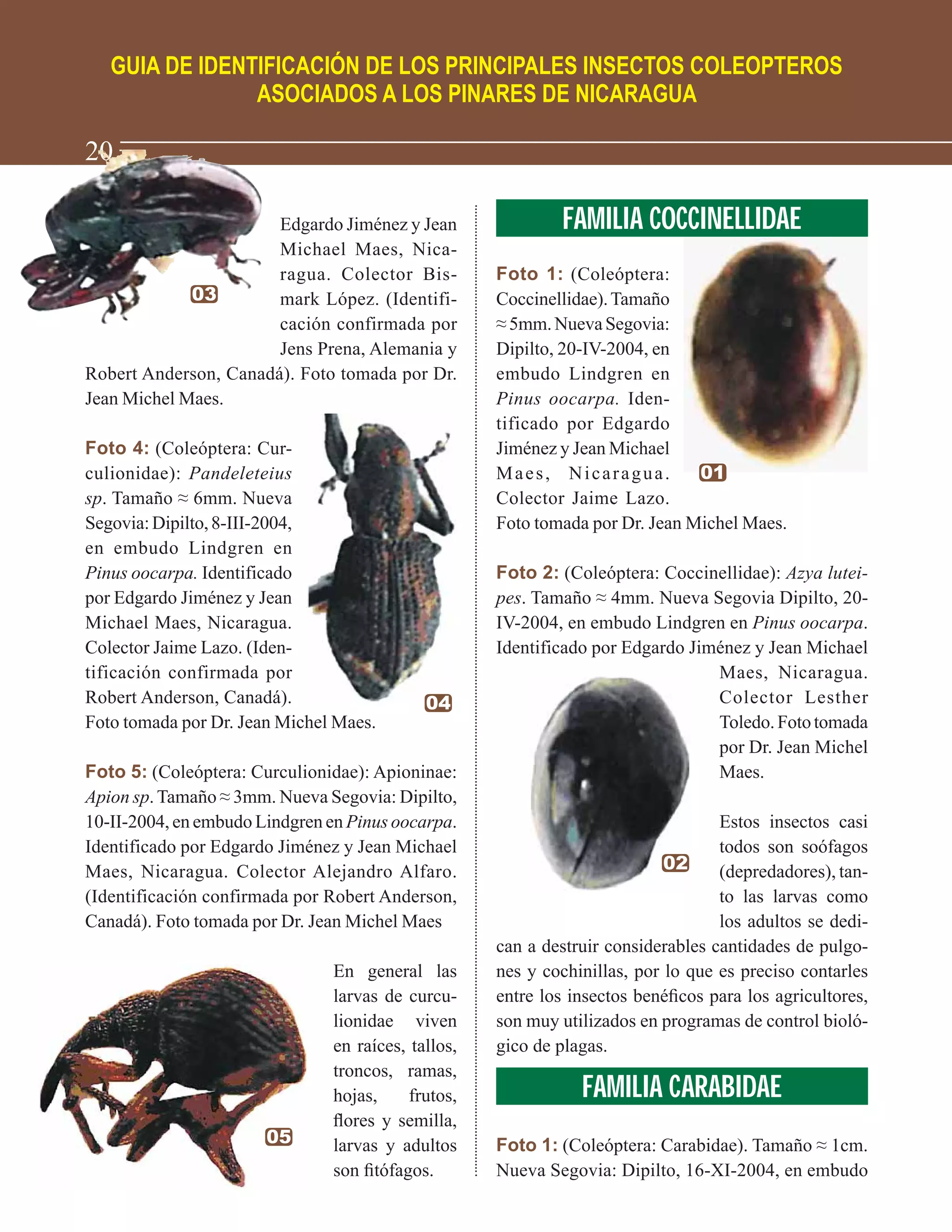 Guía de identificación de los principales insectos coLEOPTEROS | PDF ...