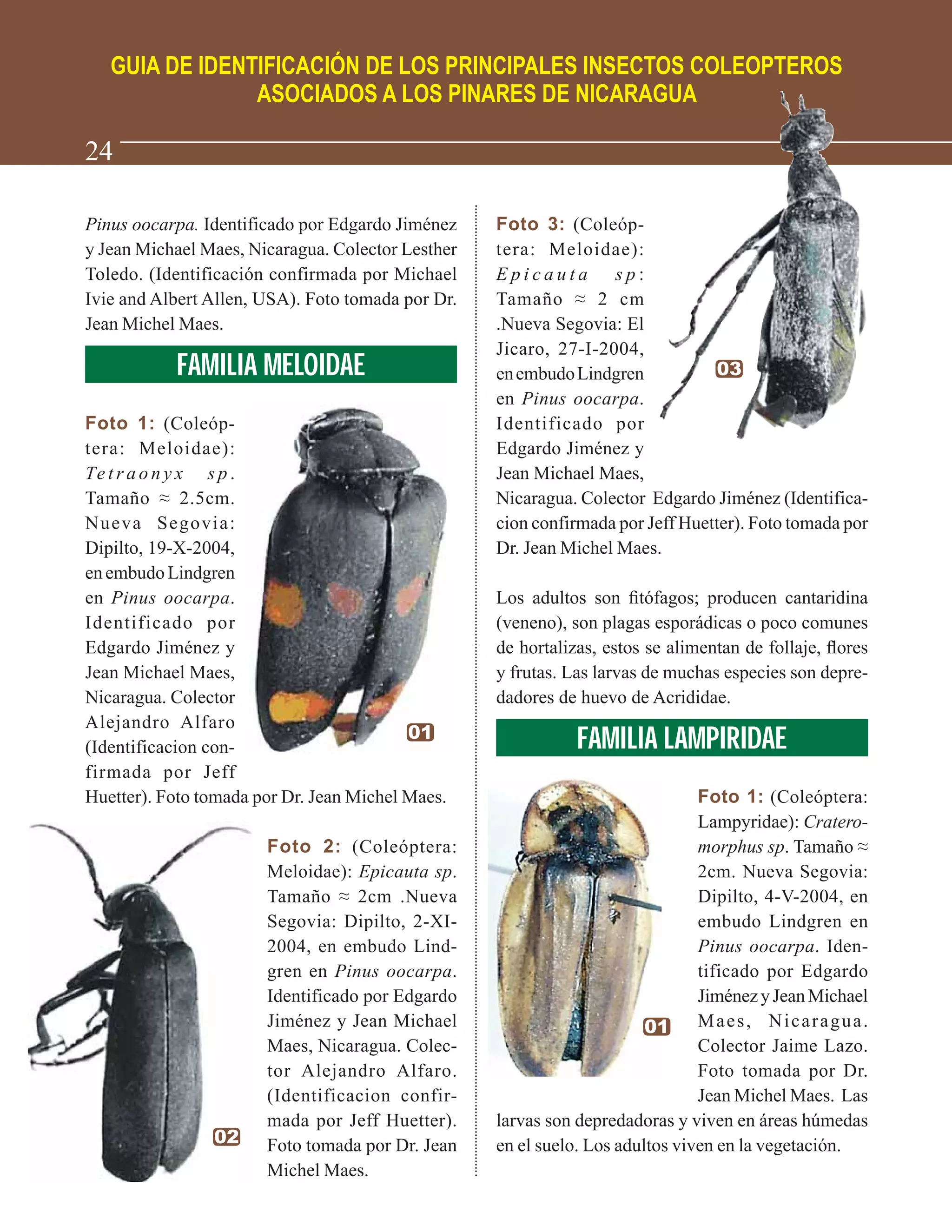Guía de identificación de los principales insectos coLEOPTEROS | PDF ...
