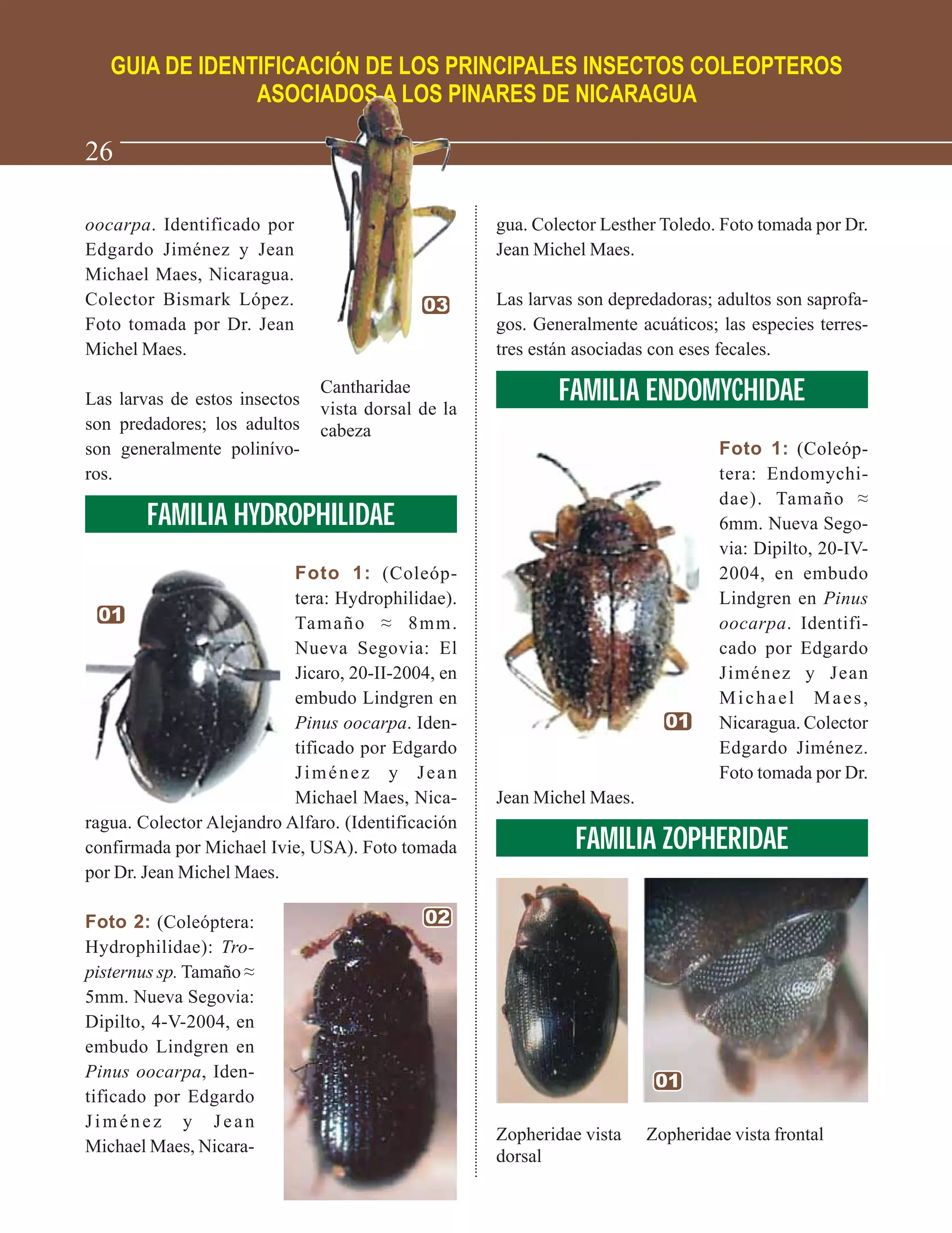 Guía de identificación de los principales insectos coLEOPTEROS | PDF ...