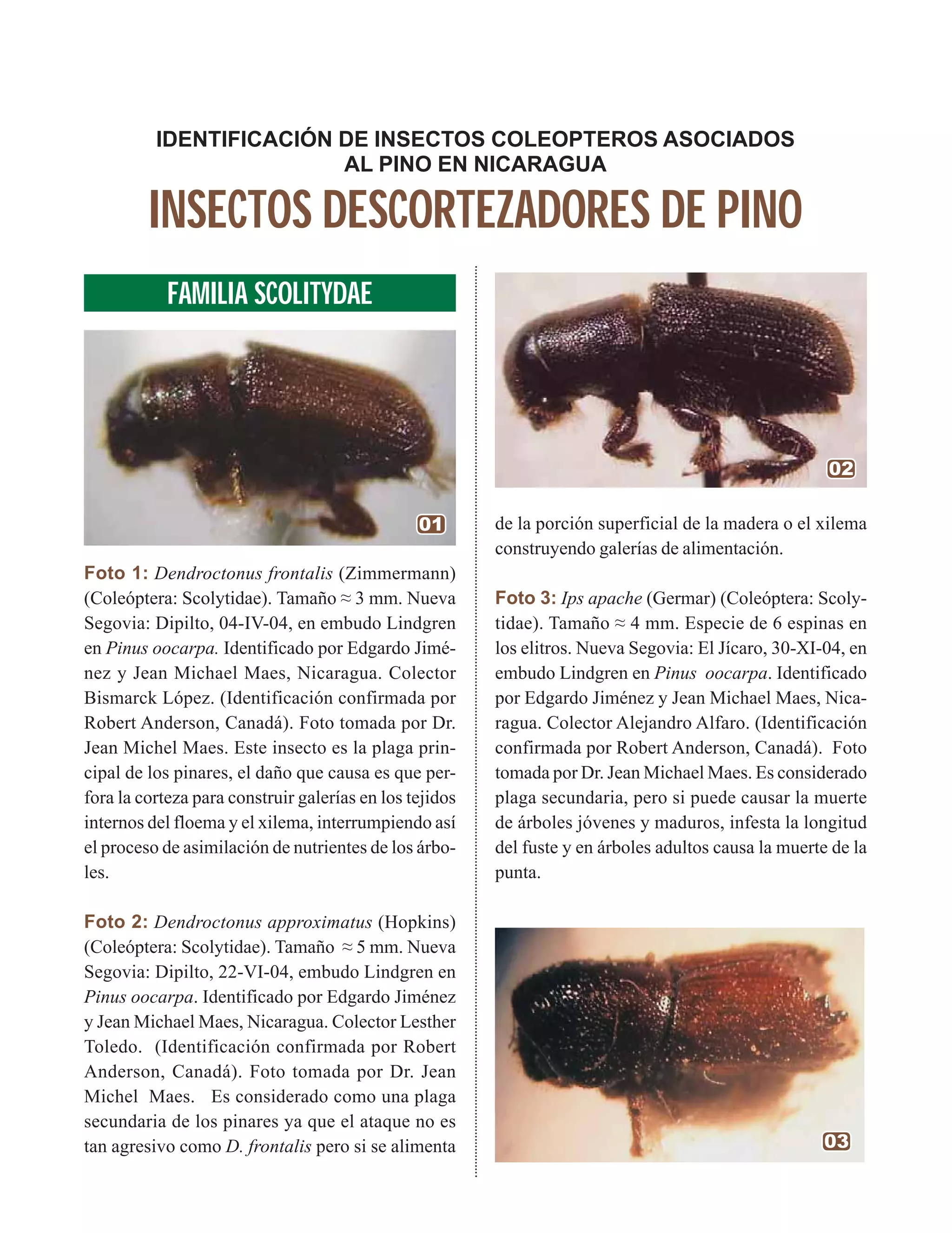 Guía de identificación de los principales insectos coLEOPTEROS | PDF ...