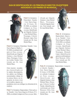 Guía de identificación de los principales insectos coLEOPTEROS | PDF