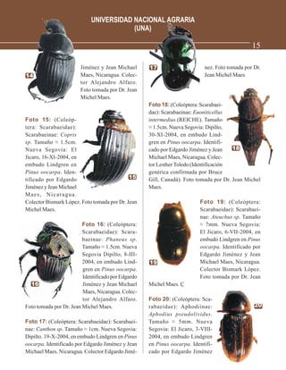 Guía de identificación de los principales insectos coLEOPTEROS | PDF