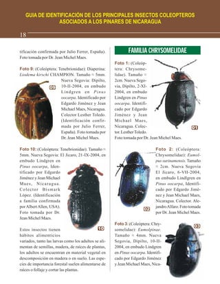 Guía de identificación de los principales insectos coLEOPTEROS | PDF