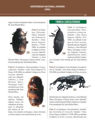 Guía de identificación de los principales insectos coLEOPTEROS | PDF