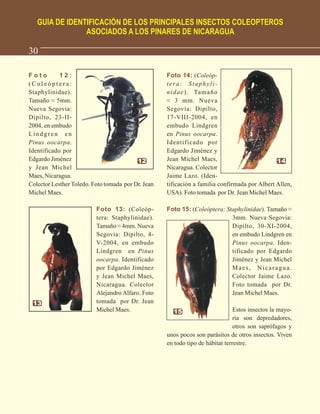 Guía de identificación de los principales insectos coLEOPTEROS | PDF