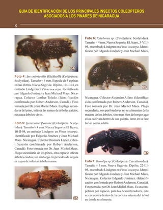 Guía de identificación de los principales insectos coLEOPTEROS | PDF