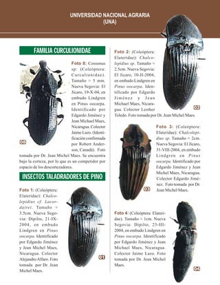 Guía de identificación de los principales insectos coLEOPTEROS | PDF