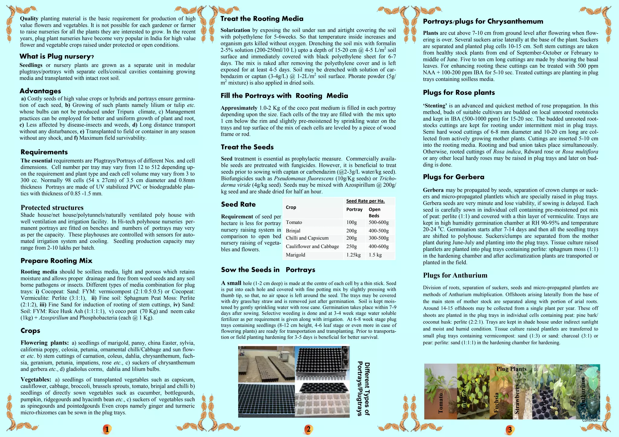 Publication_Plug Nursery.pdf