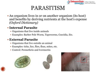 Barber Pole Worm | PPTX | Infectious Diseases | Diseases and Conditions