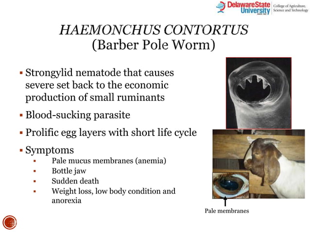 Barber Pole Worm | PPTX | Infectious Diseases | Diseases and Conditions
