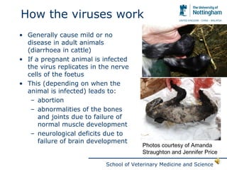 Schmallenberg slide show | PPT