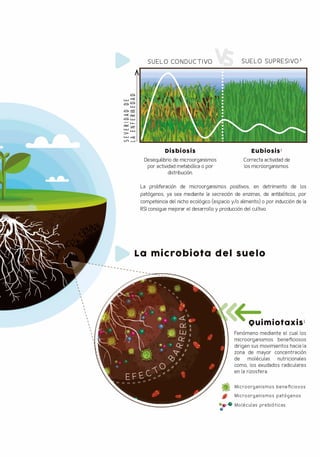 Prebiota Max - Regenerador de la Microbiota del Suelo | Kimitec Group | PDF