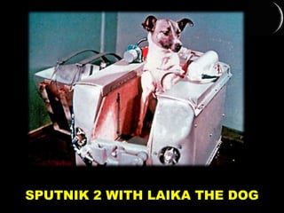 What Is The Name Of The First Dog To Land On The Moon