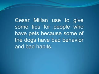 cesar millan02 | PPTX | Dogs | Pets