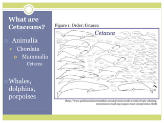 Causes of Live Strandings in Cetaceans | PPT