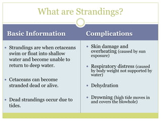 Causes of Live Strandings in Cetaceans | PPT