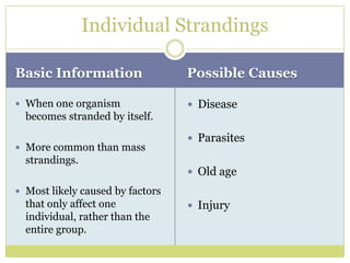 Causes of Live Strandings in Cetaceans | PPT