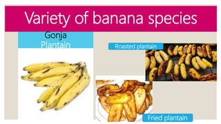 About Uganda; Good and Bad points | PPTX