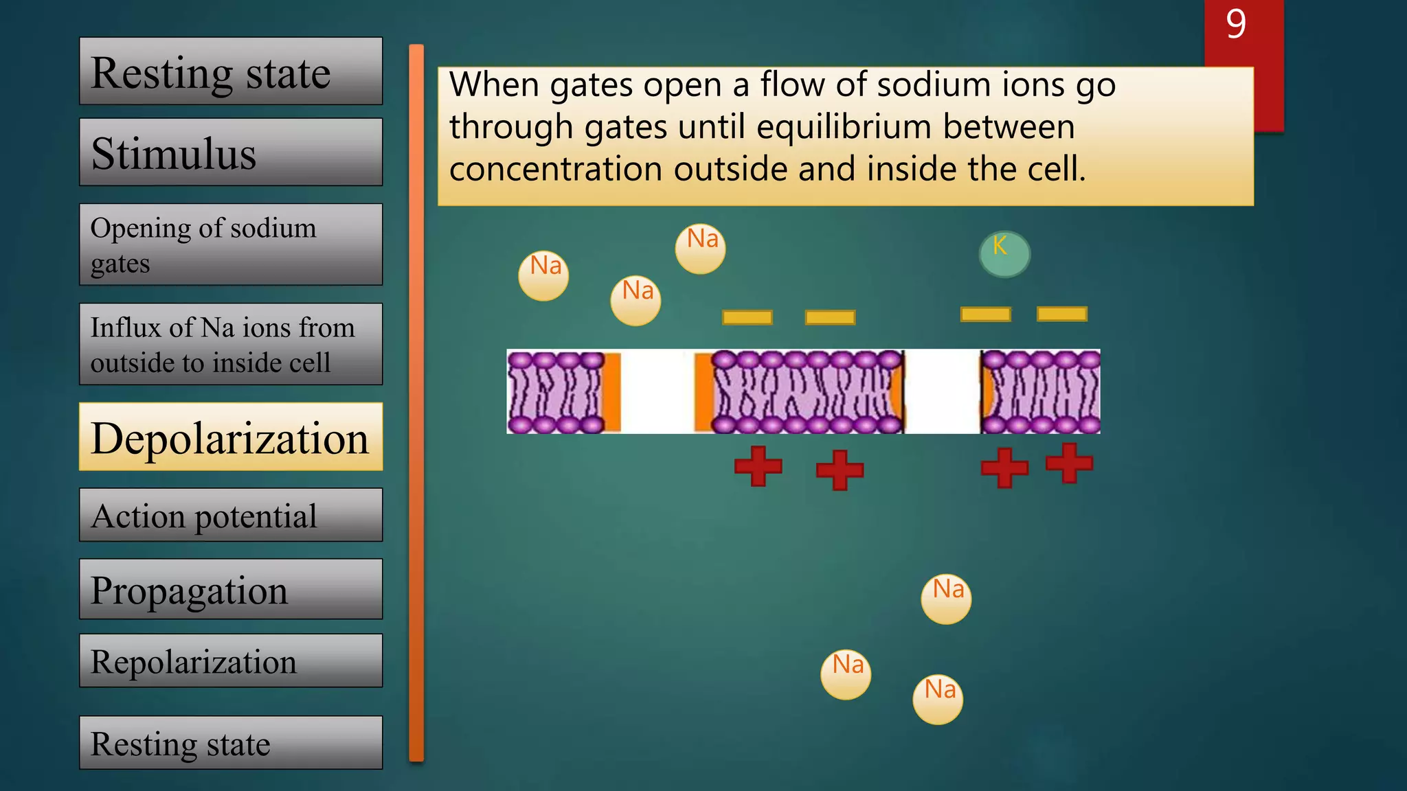 Neurophysiology | PPTX