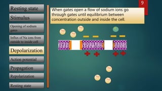Neurophysiology | PPTX